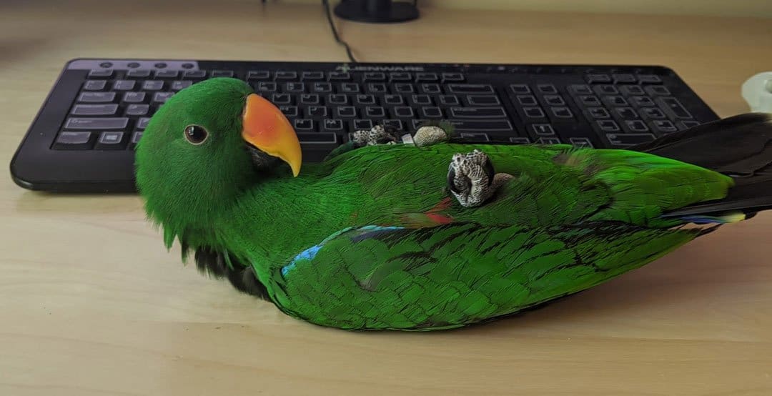 Favorite Bird Memes September Edition Birdwear